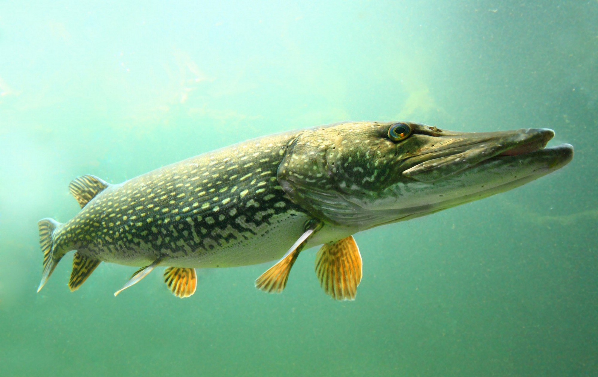 (Esox Linnaeus, 1758) Род Эсоксы, Щуки, Genus Esox Linnaeus, 1758 ...